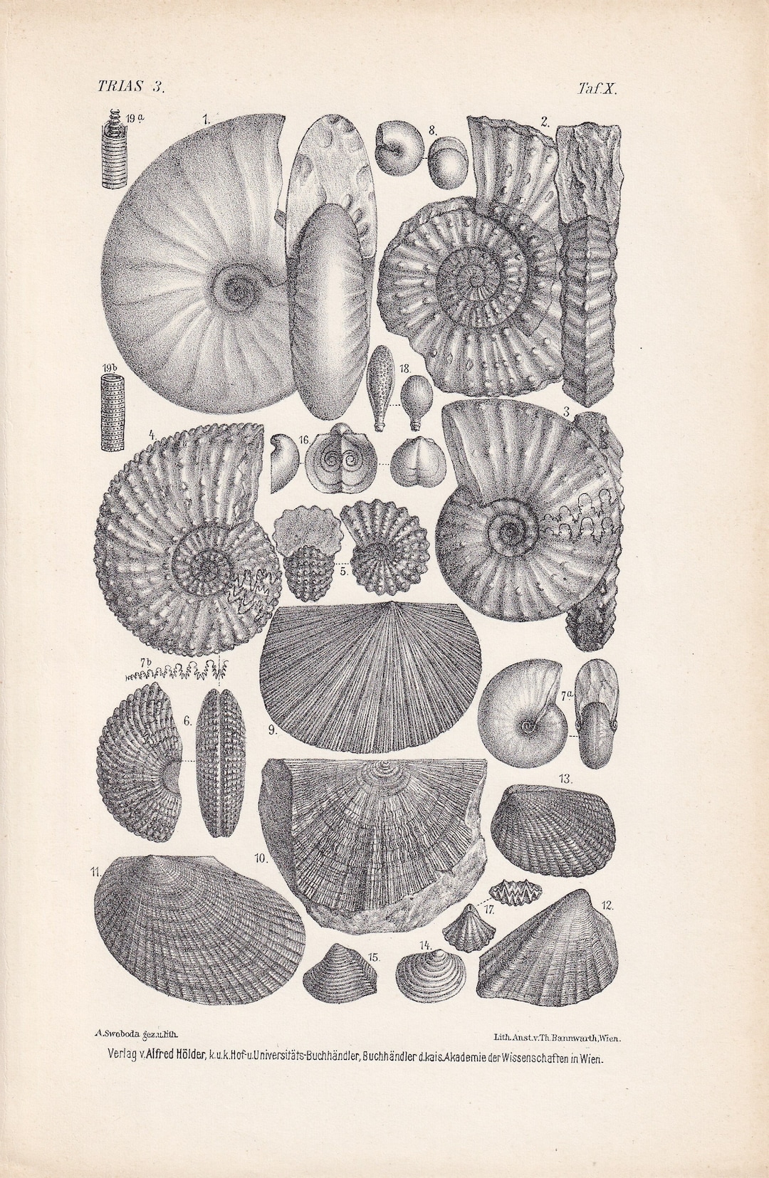 1900 AMMONITE FOSSILS Print - Antique Fossil Print - Triassic Period ...