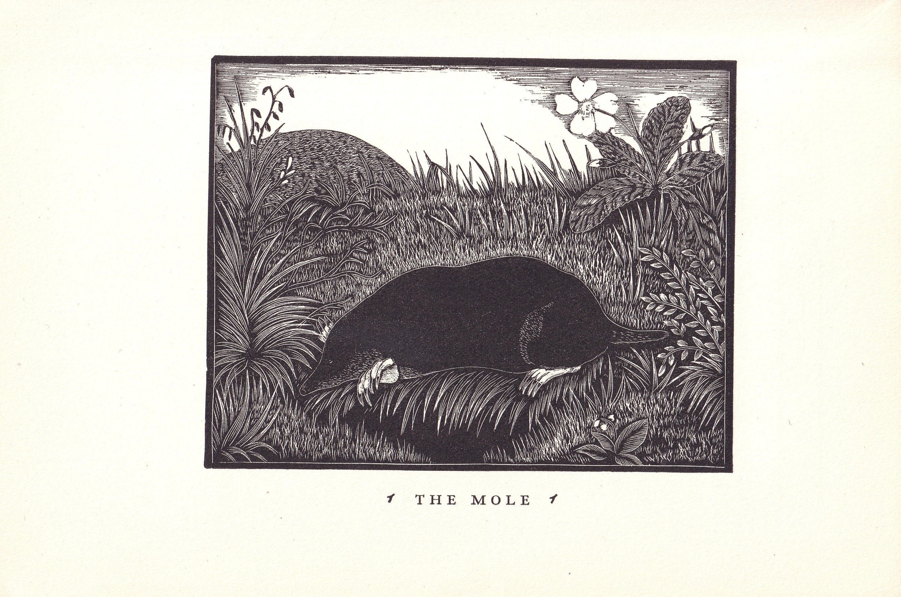 1931 MOLE Print Wood Engraving Mole Wall Art Antique - Etsy