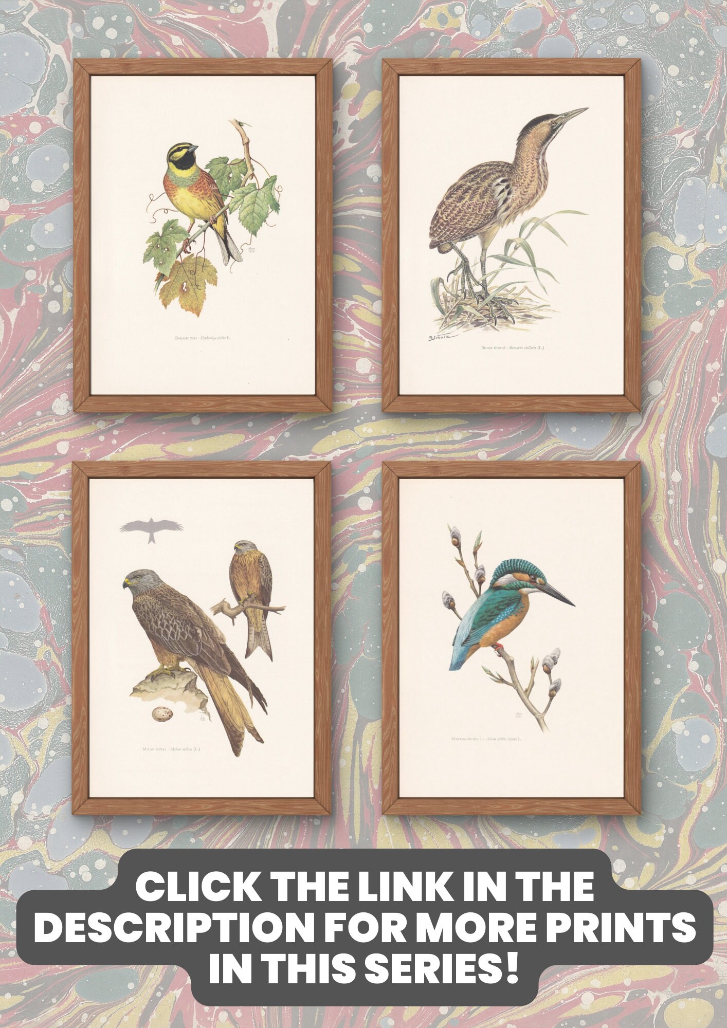 1960 RUFF Bird Print - Vintage Bird Print - Bird Illustration - Bird ...