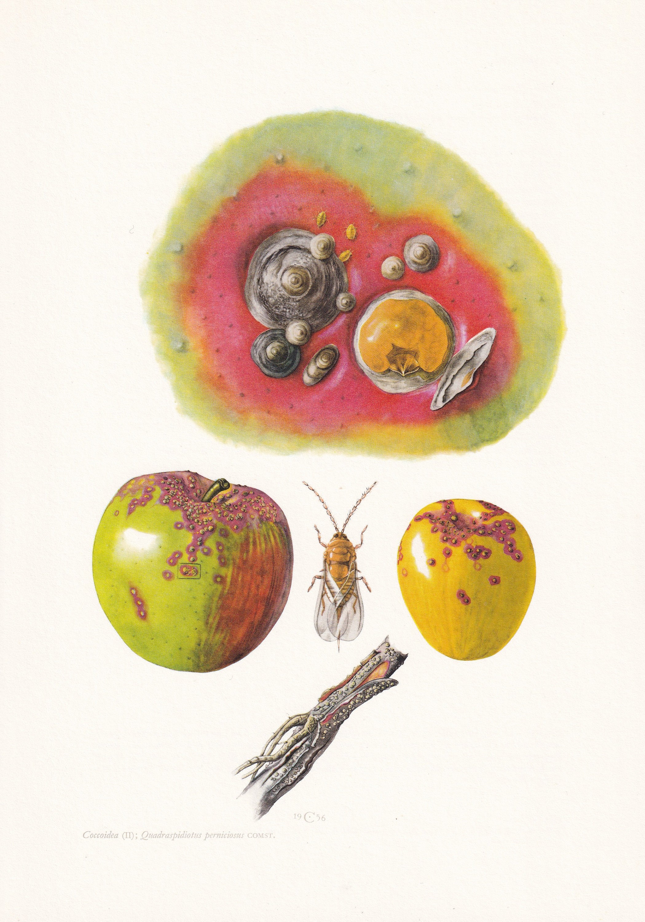1960 SAN JOSE SCALE Print - Vintage Insect Print - Bugs Illustration ...