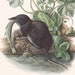 1960 EURASIAN WATER SHREW Print - Vintage Animal Print - Animal ...
