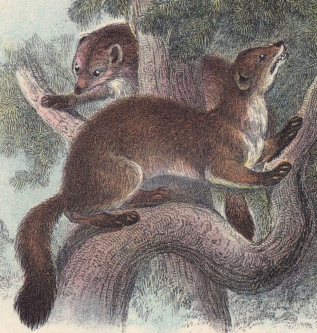 1896 PINE MARTEN Print - Natural History Print - Animal Print ...