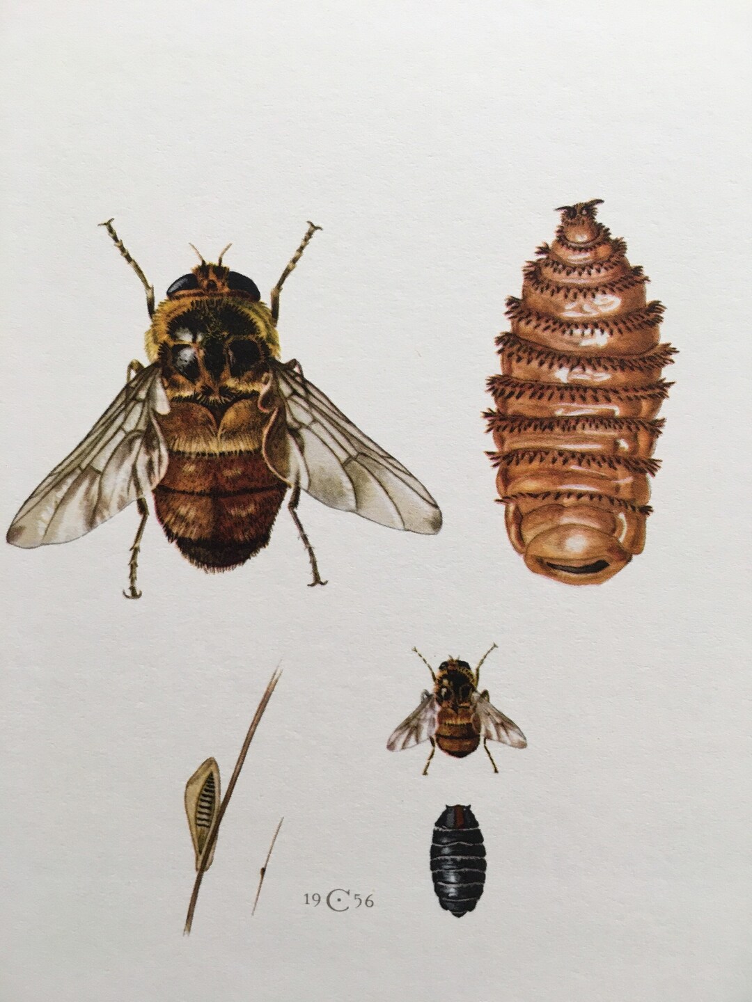 Gasterophilus Nasalis