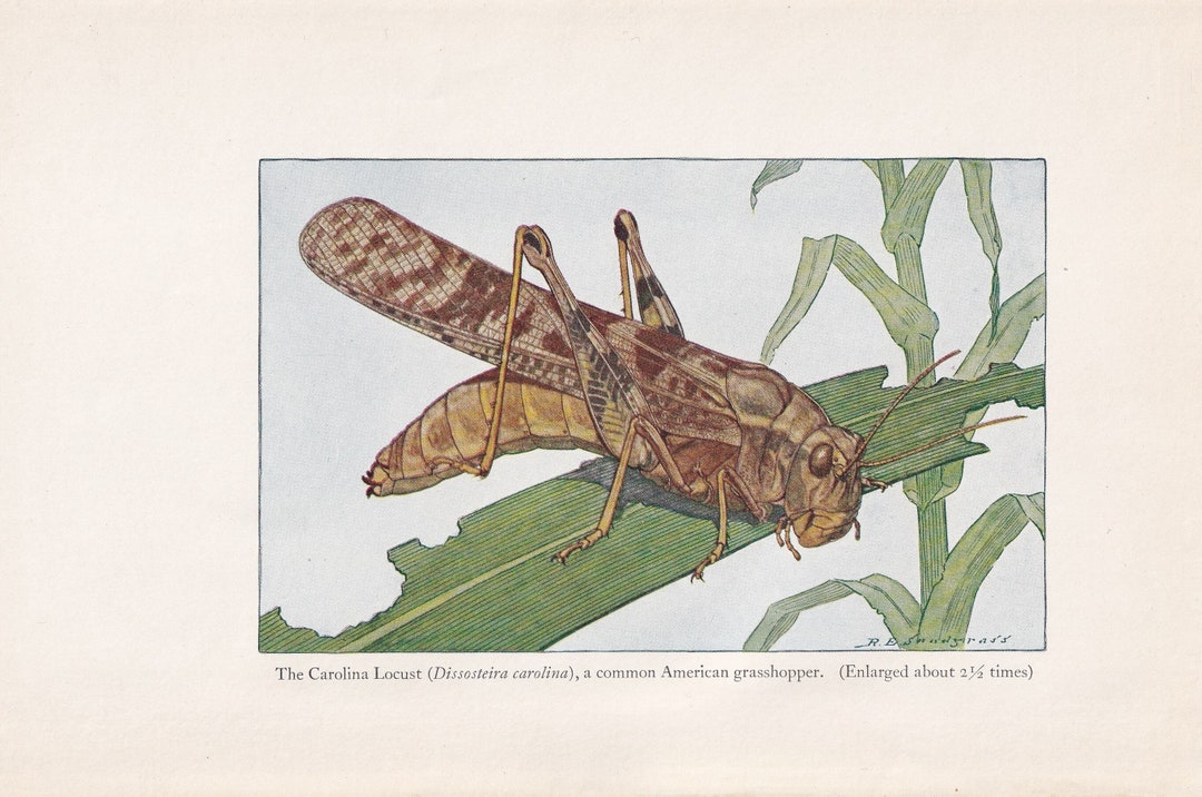 1934 LOCUST Print - Original Vintage Print - Insect Wall Art - Insect ...