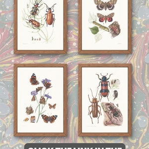 1960 LAPPET MOTH Print - Vintage Insect - Butterfly Wall Art - Vintage ...