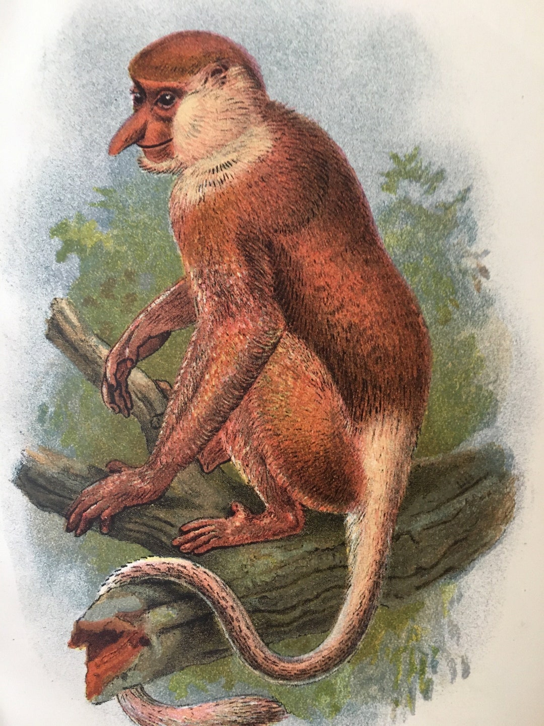 1896 PROBOSCIS MONKEY Print Monkeys and Apes Print - Etsy