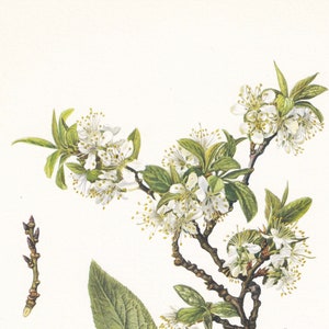 1960 COMMON PLUM TREE Print - Botanical Print - Botanical Illustration ...