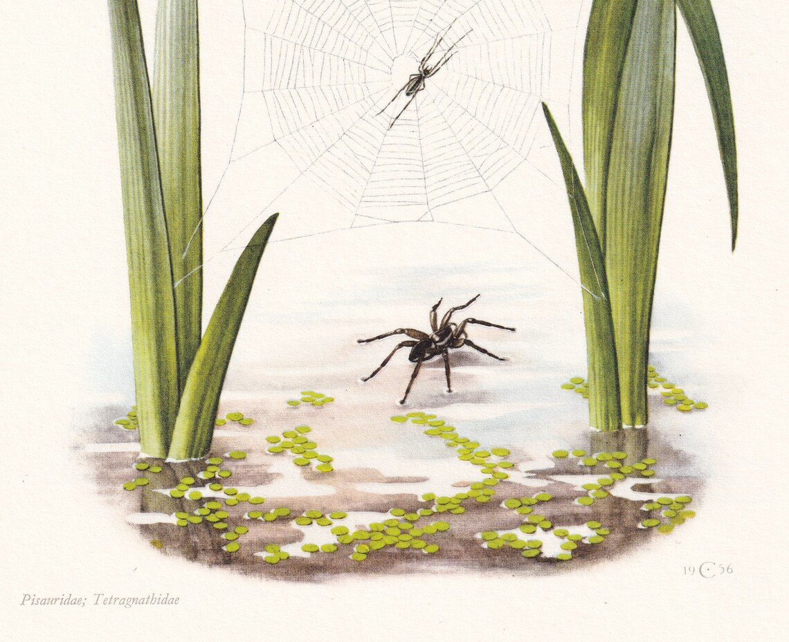 1960 RAFT SPIDER Print - Vintage Insect Print - Insect Wall Art ...