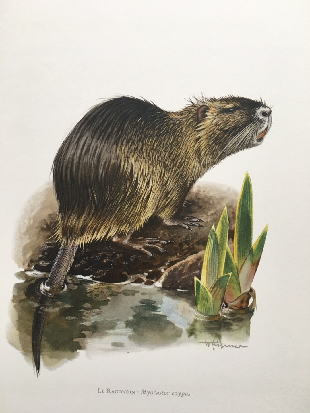 1960 NUTRIA Aka COYPU Print Vintage Zoology Print Wildlife Illustration ...