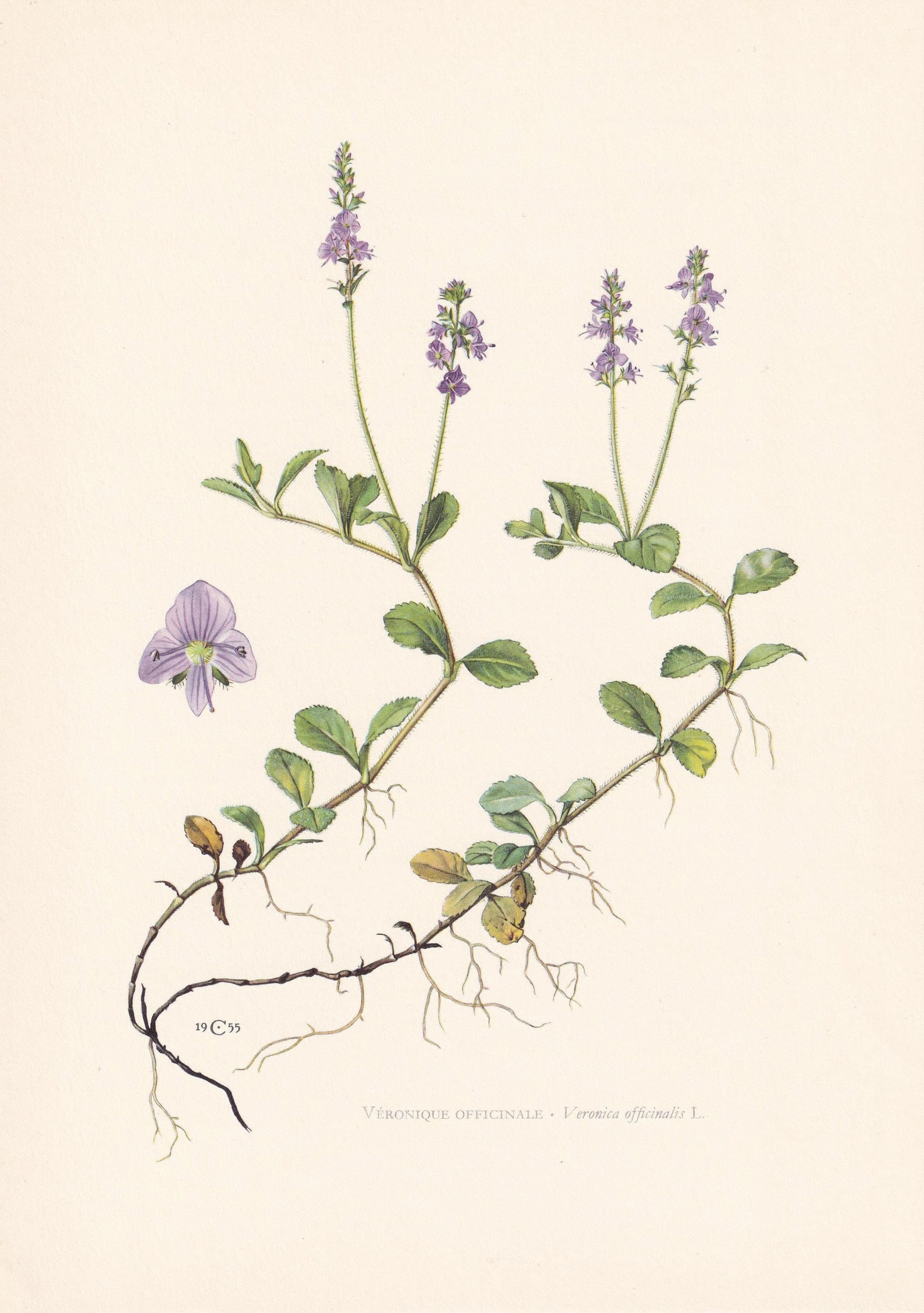 1960 HEATH SPEEDWELL Flower Print - Botanical Print - Botanical ...