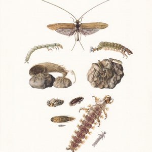 1960 CADDISFLY Print - Vintage Insect Print - Bugs Illustration ...
