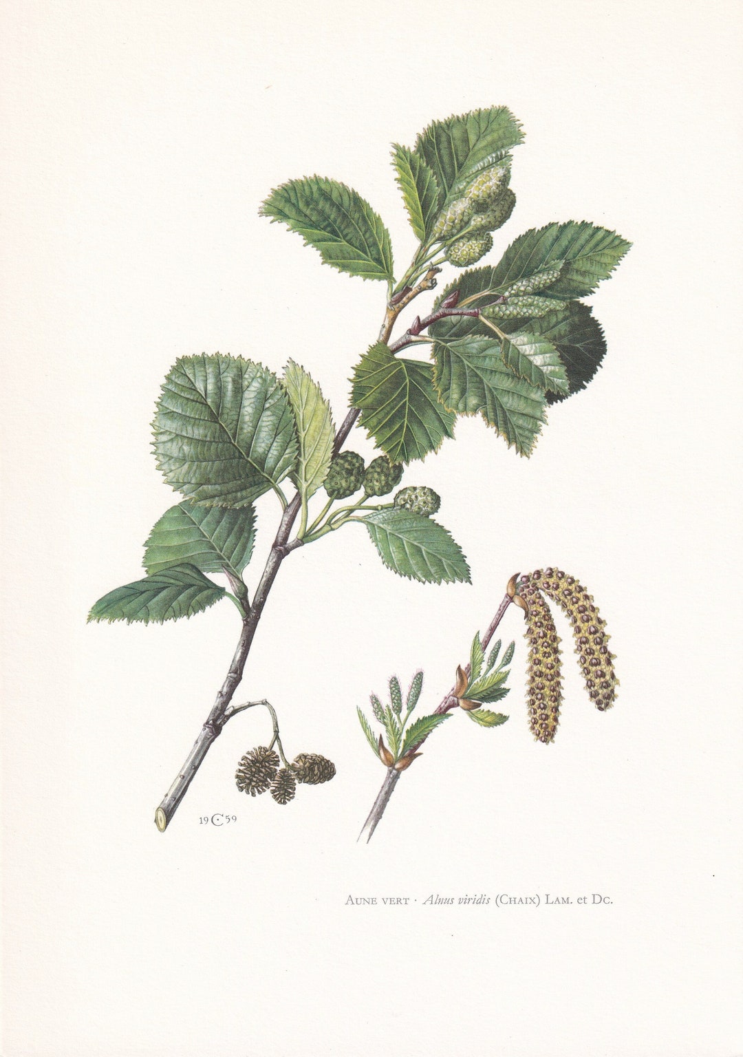1960 GREEN ALDER Print - Botanical Print - Tree Illustration - Tree ...