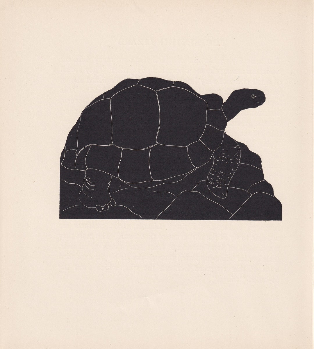 1929 GIANT TORTOISE Print Wood Engraving - Tortoise Wall Art - Tortoise ...