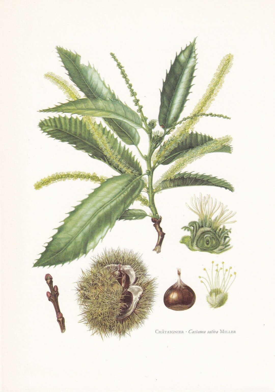 1960 SWEET CHESTNUT Print - Botanical Print - Tree Illustration - Tree ...