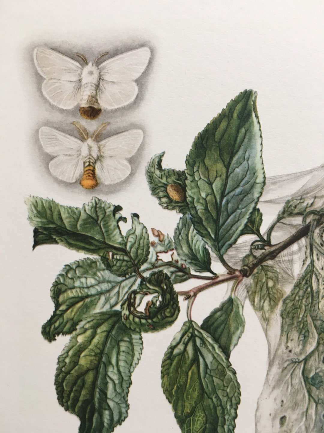 1960 BROWN-TAIL MOTH & Yellow-tail Moth Print Vintage Insect - Etsy