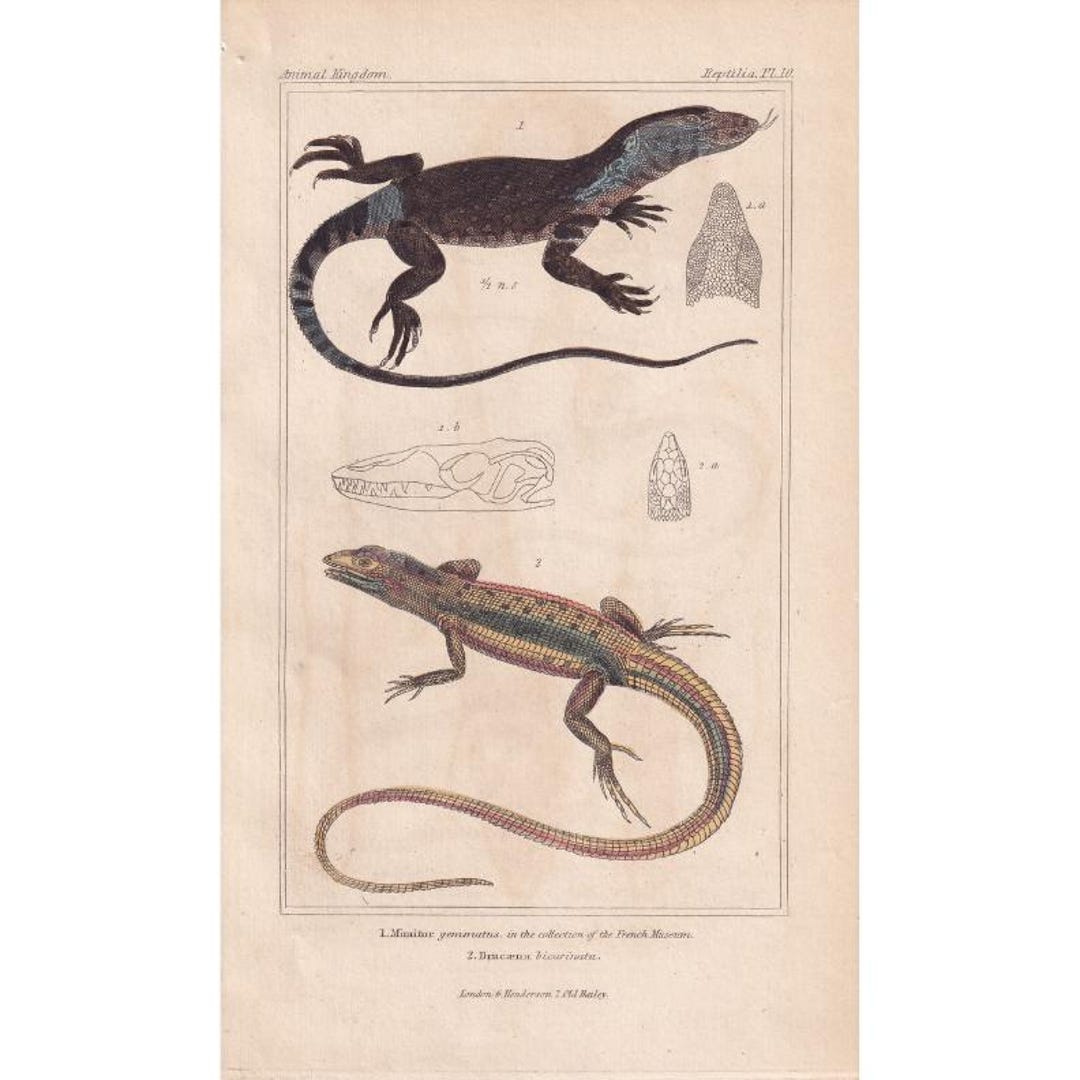 1834 MONITOR LIZARD Print - Original Hand-coloured Antique - Cuvier ...