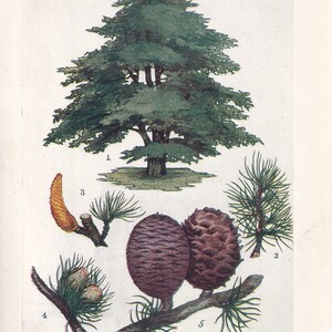 1910 CEDAR TREE Print - Original Antique Tree Print - Tree Wall Art ...