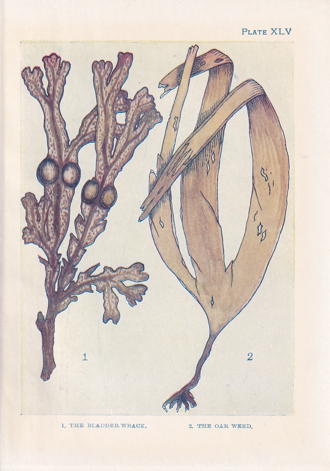 1907 SEAWEED Print - Original Antique Marine Print - Sea Life Print ...