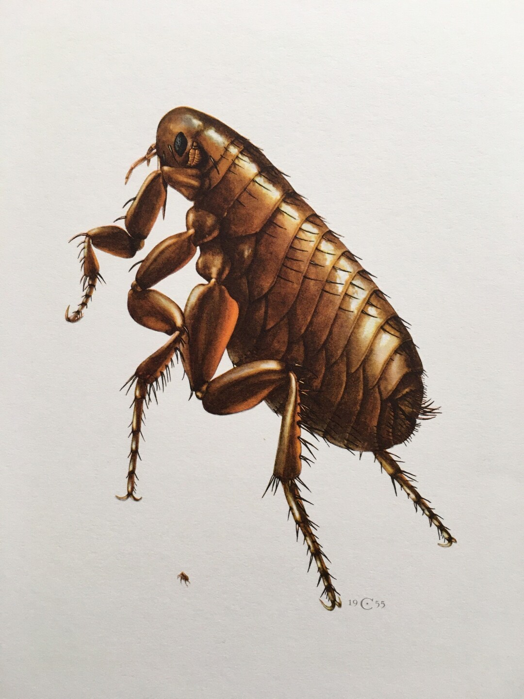 1960 HUMAN FLEA Print Vintage Insect Print Insect Wall Art - Etsy
