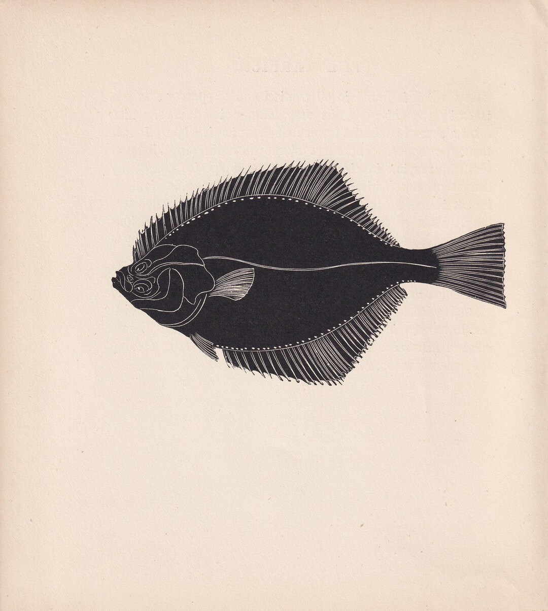 1929 FLOUNDER Fish Print Wood Engraving - Shark Wall Art - Sea Life ...