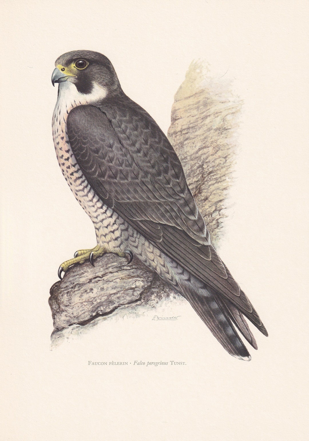 1960 PEREGRINE FALCON Bird Print Vintage Bird Print Bird Illustration ...
