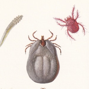 1960 ITCH MITE & Other Mites Print - Vintage Insect Print - Insect Wall ...