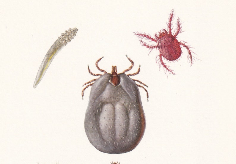 1960 ITCH MITE & Other Mites Print - Vintage Insect Print - Insect Wall ...