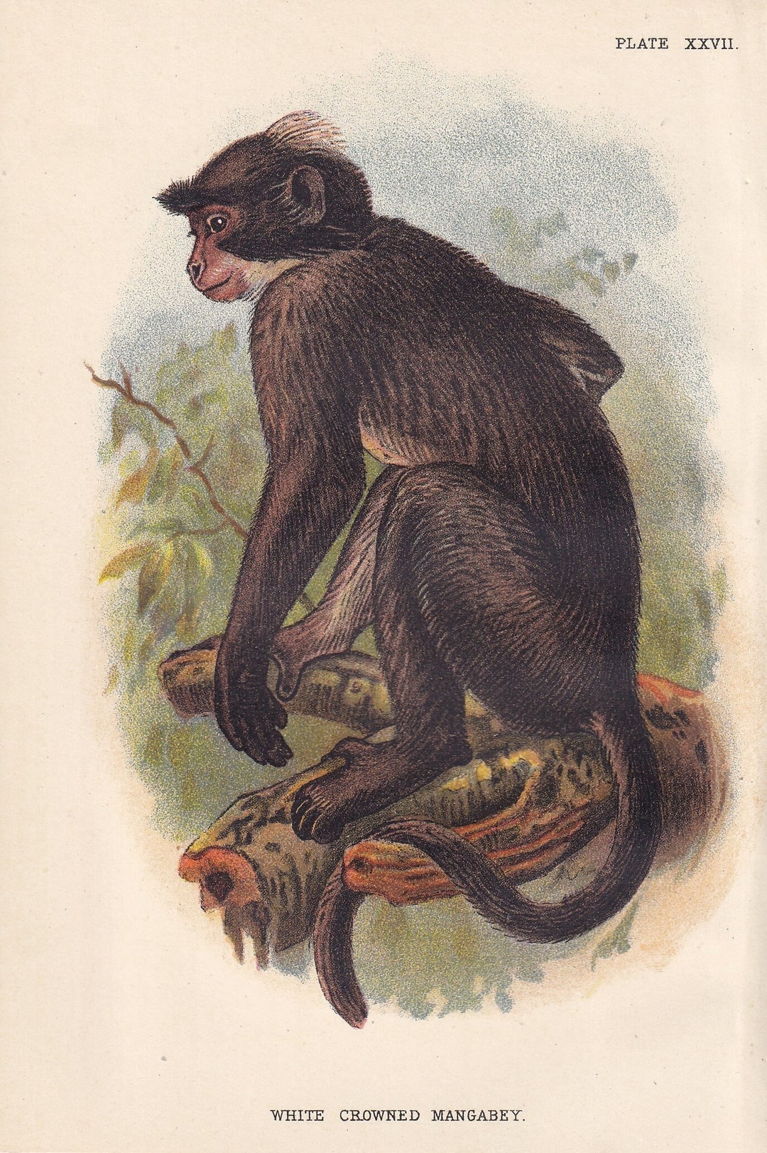 1896 COLLARED MANGABEY Print - Monkeys and Apes Print - Monkey Wall Art ...