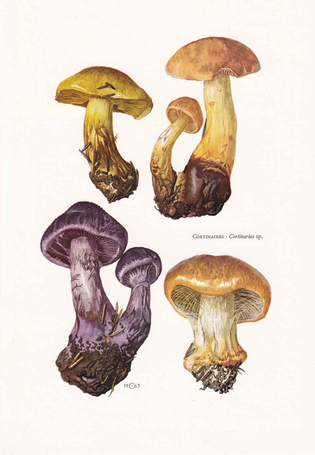 1960s CORTINARIUS MUSHROOMS Print - Mushroom Wall Art - Cottagecore ...