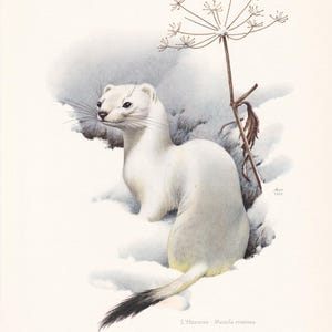 1960 STOAT Print - Vintage Animal Print - Animal Illustration - Animal ...