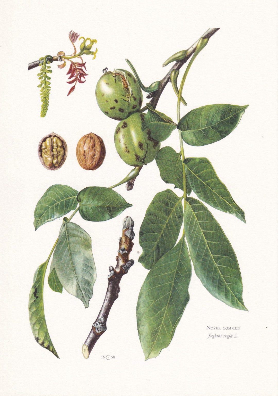 1960 ENGLISH WALNUT Print - Botanical Print - Tree Illustration - Tree ...