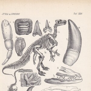 1900 DINOSAUR FOSSIL Print Antique Fossil Print Jurassic & Cretaceous ...