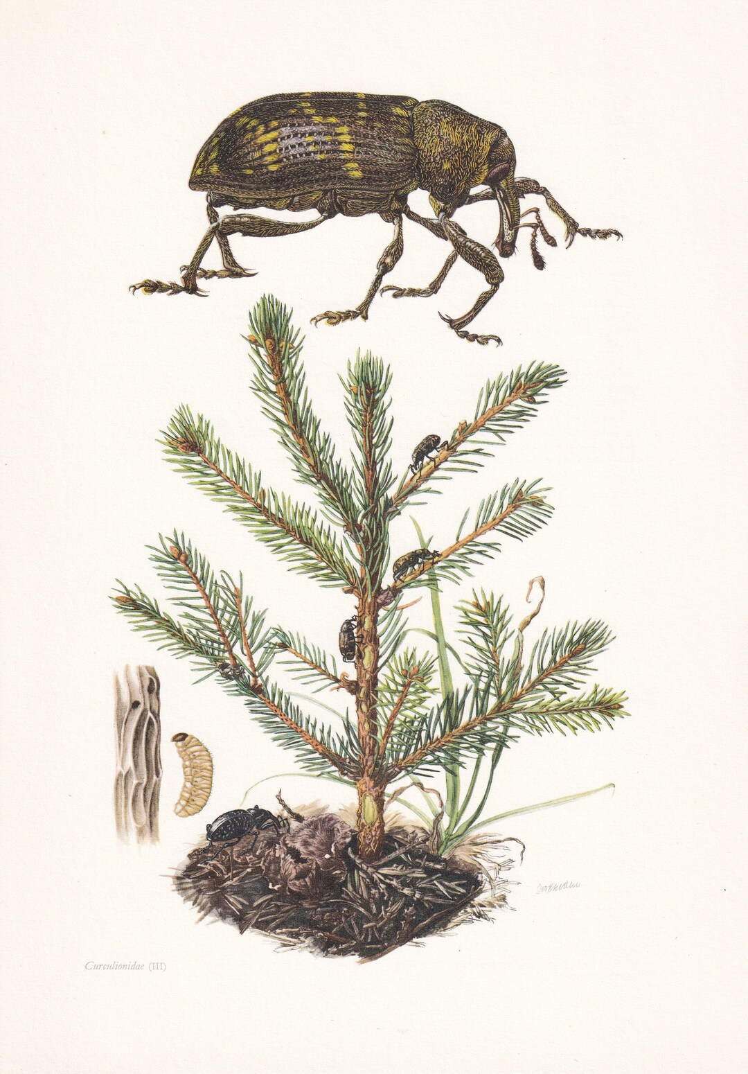 1960 LARGE PINE WEEVIL Print - Vintage Insect Print - Bug Illustration ...