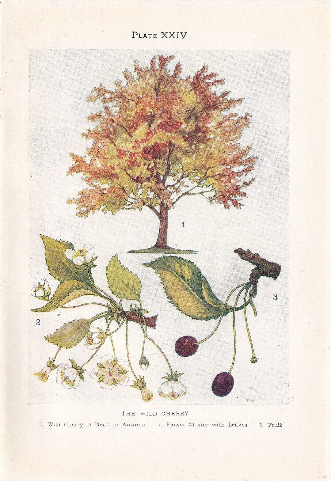 1910 WILD CHERRY TREE Print - Original Antique Tree Print - Tree Wall ...