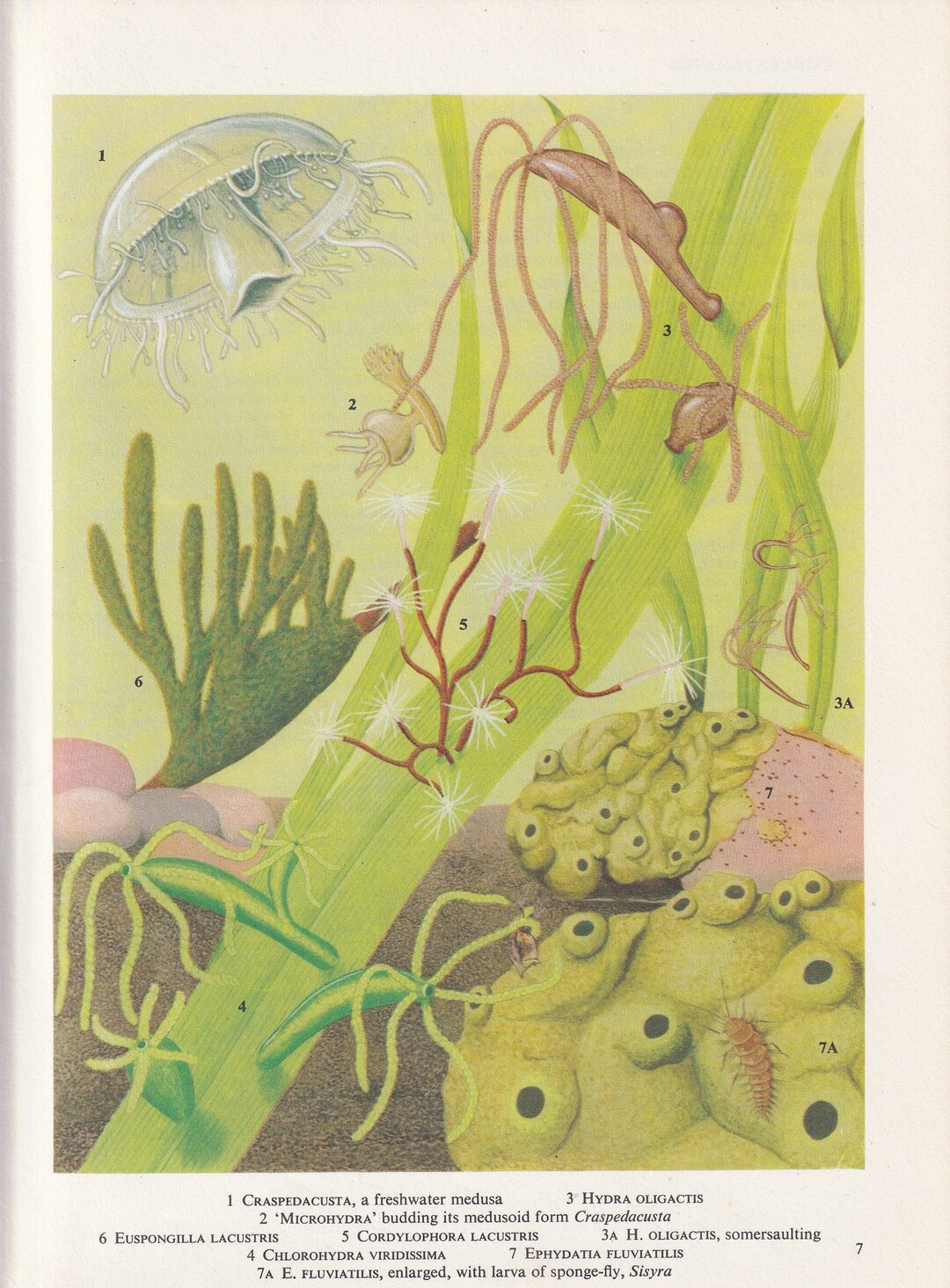 1971 HYDROID, MEDUSA, & SPONGE Print - Original Vintage Marine Print ...
