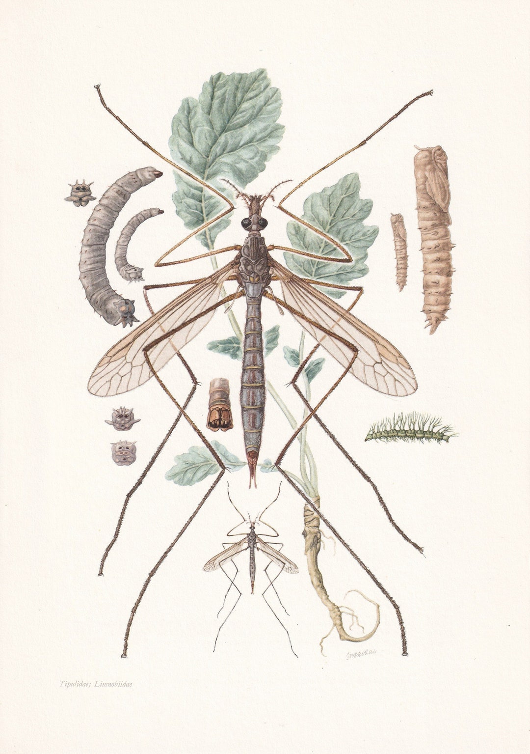 1960 CRANE FLY Print - Vintage Insect Print - Insect Wall Art - Vintage ...
