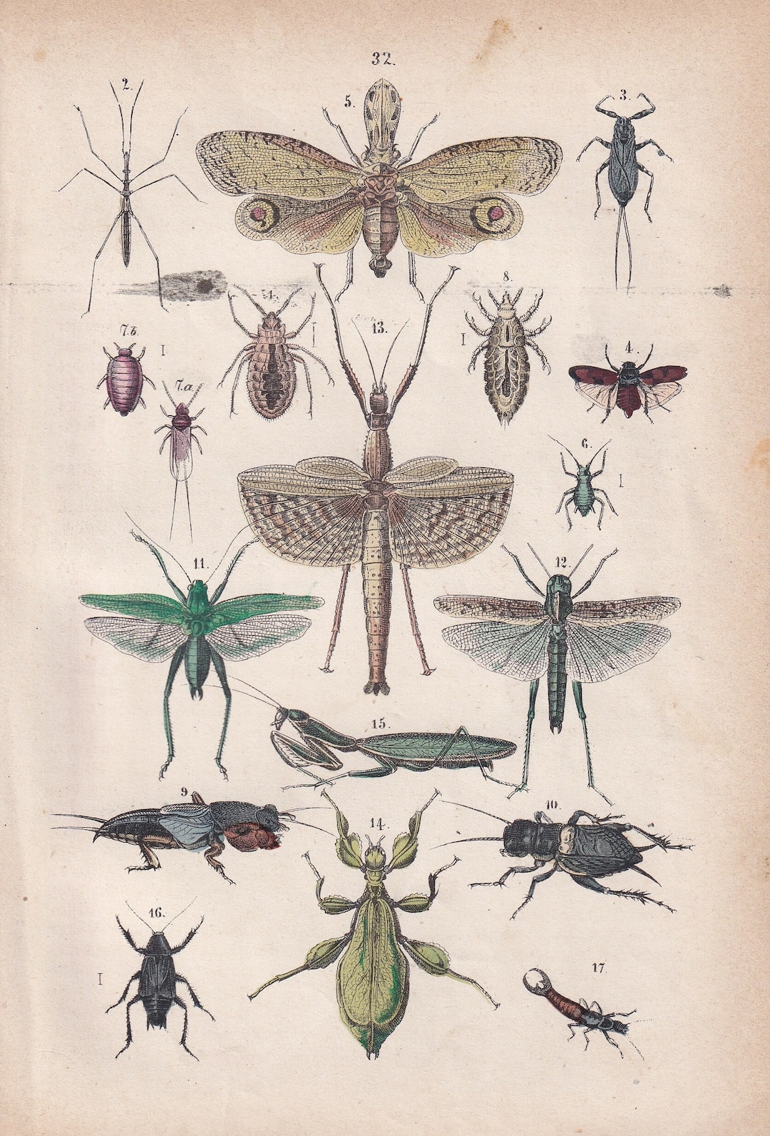 1871 INSECT PRINT - Bed Bug, Froghopper, Cricket, Cockroach, Earwig ...