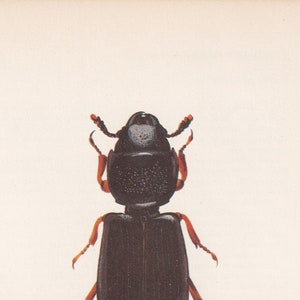 1964 CADELLE BEETLE Print - Vintage Beetle Art - Insect Print ...