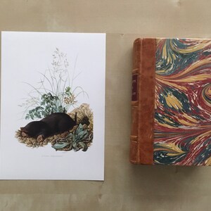 1960 EUROPEAN MOLE Print Vintage Animal Print Wildlife Illustration ...