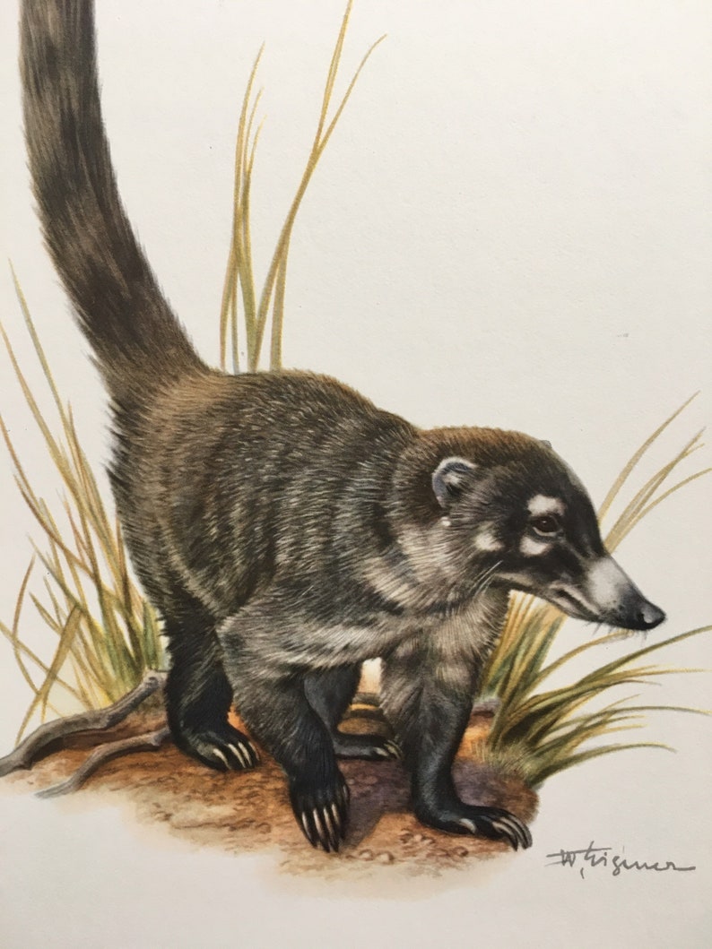 1960 WHITE-NOSED COATI Print Vintage Zoology Print - Etsy