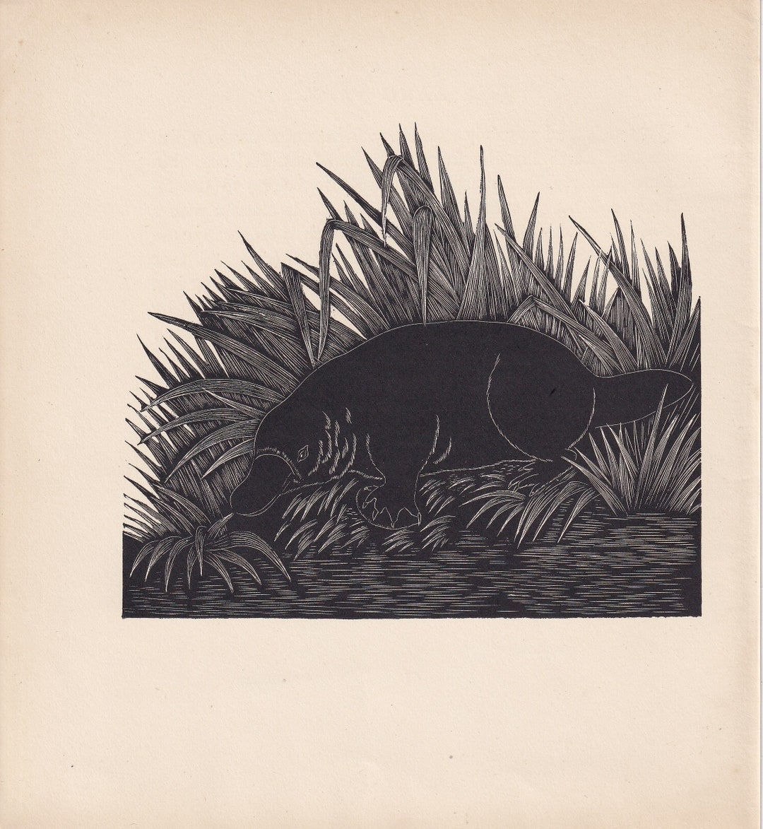 1929 DUCK-BILLED PLATYPUS Print Wood Engraving - Platypus Wall Art ...