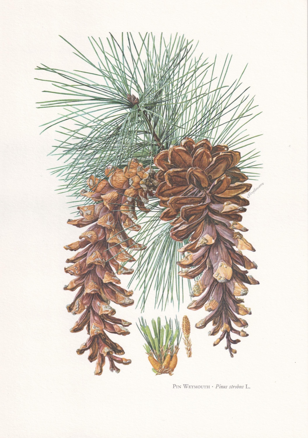 1960 EASTERN WHITE PINE Print - Botanical Print - Tree Illustration ...