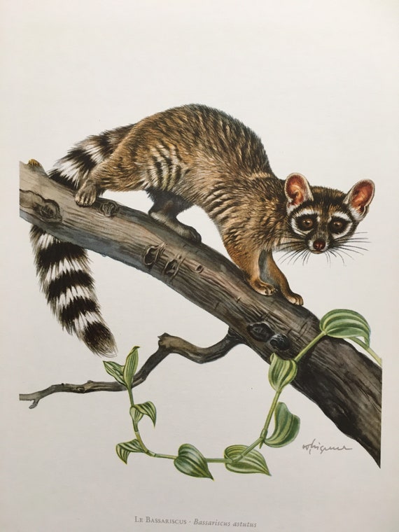 Ringtail Coon