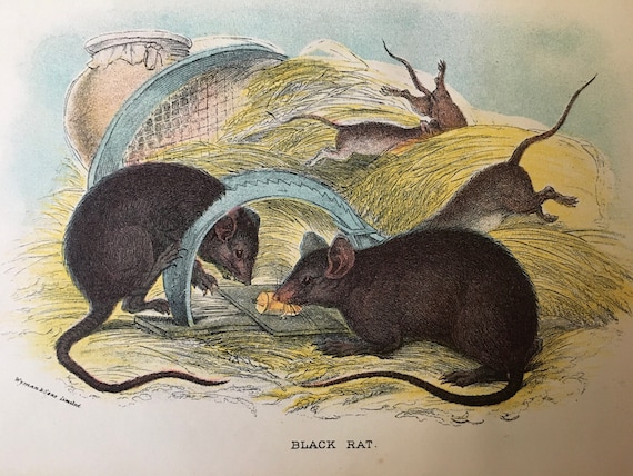 Black Death Rats Drawings