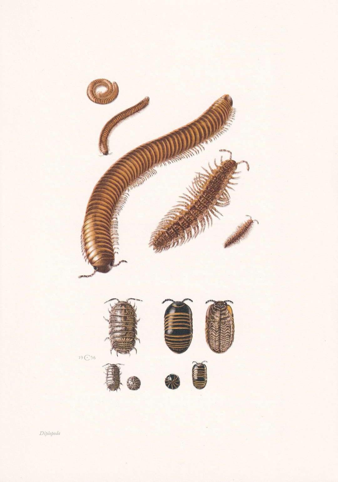 1960 MILLIPEDE & WOODLICE Print - Vintage Insect - Insect Wall Art ...