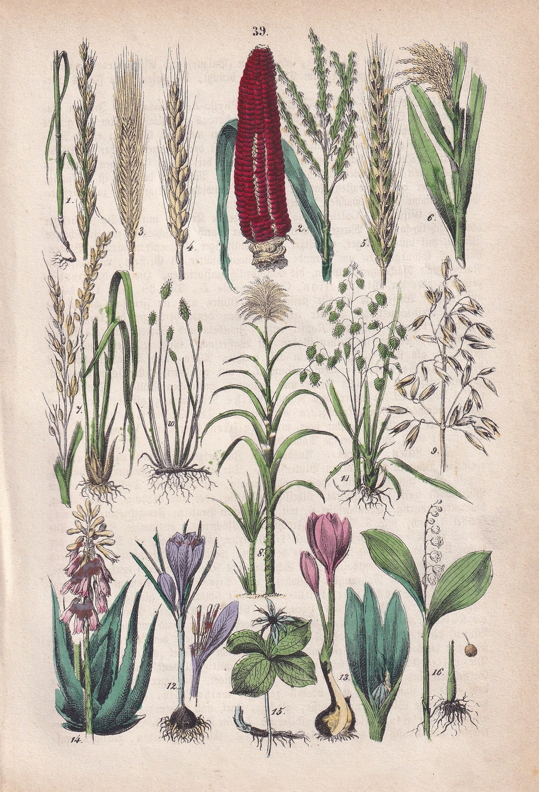 1871 PLANTS Print - Darnel, Corn, Barley, Wheat, Rye, Millet, Rice, Oat ...