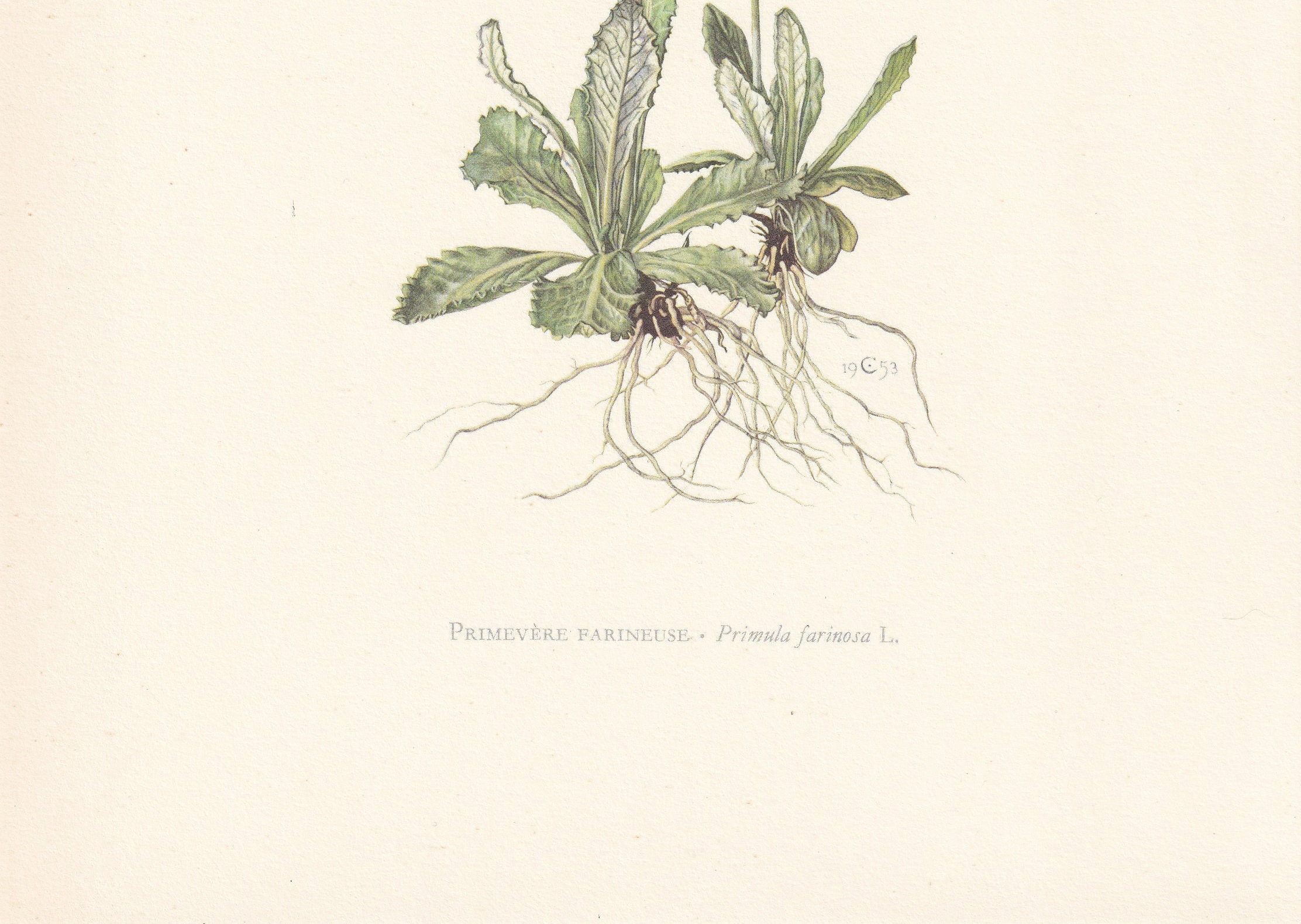 1960 BIRD'S-EYE PRIMROSE Print - Botanical Print - Flower Painting ...