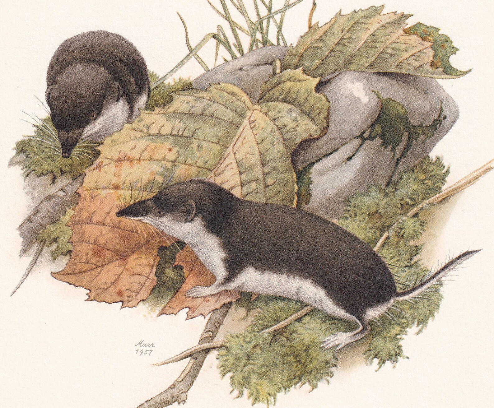1960 BICOLOURED SHREW Print - Vintage Animal Print - Animal ...
