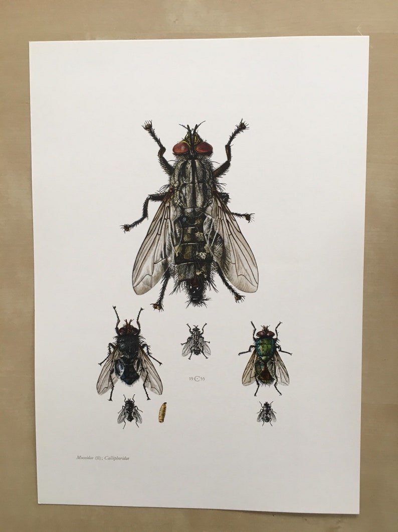 1960 FLESH FLY Print Vintage Insect Print Insect Wall Art - Etsy