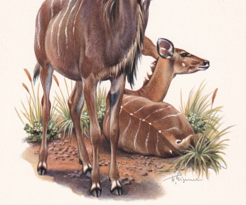 1960 GREATER KUDU Print - Vintage Animal Print - Animal Illustration ...
